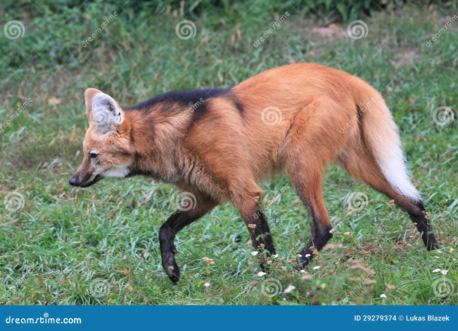 Maned wolf stock photo. Image of maned, america, brachyurus - 29279374