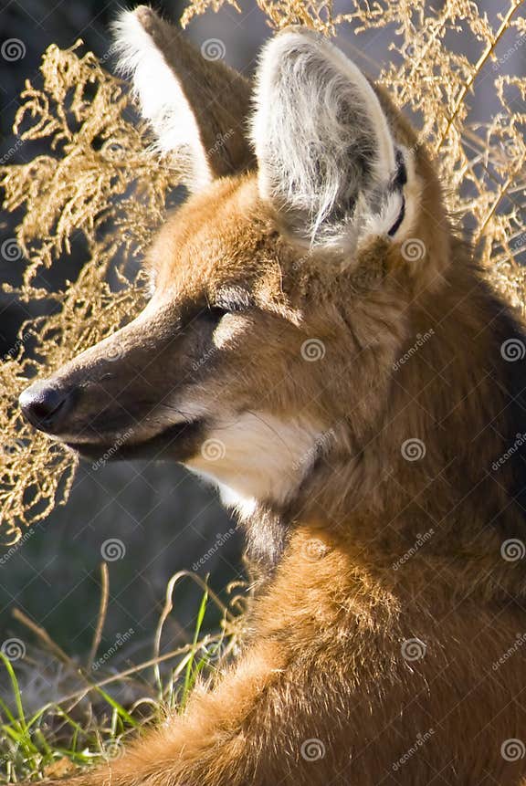 Maned Wolf stock photo. Image of wildlife, mammal, peru - 7600904