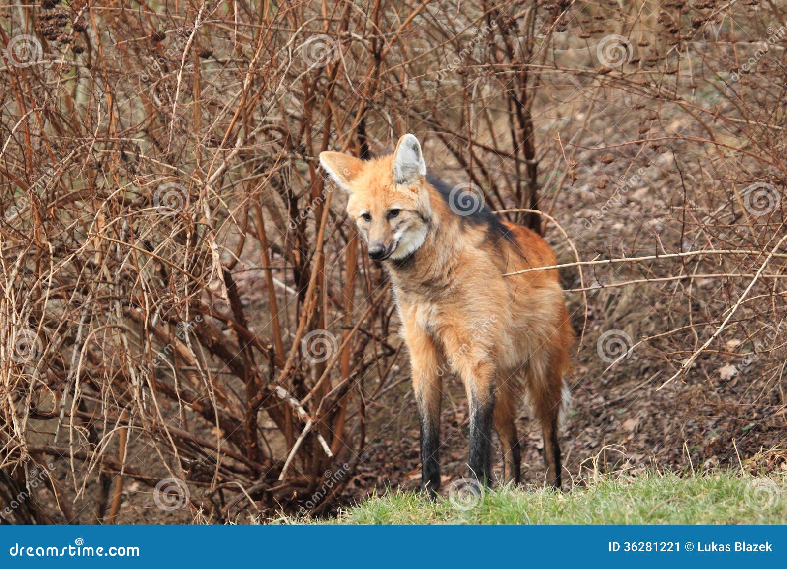 Maned wolf stock image. Image of bush, canid, south, animal - 36281221