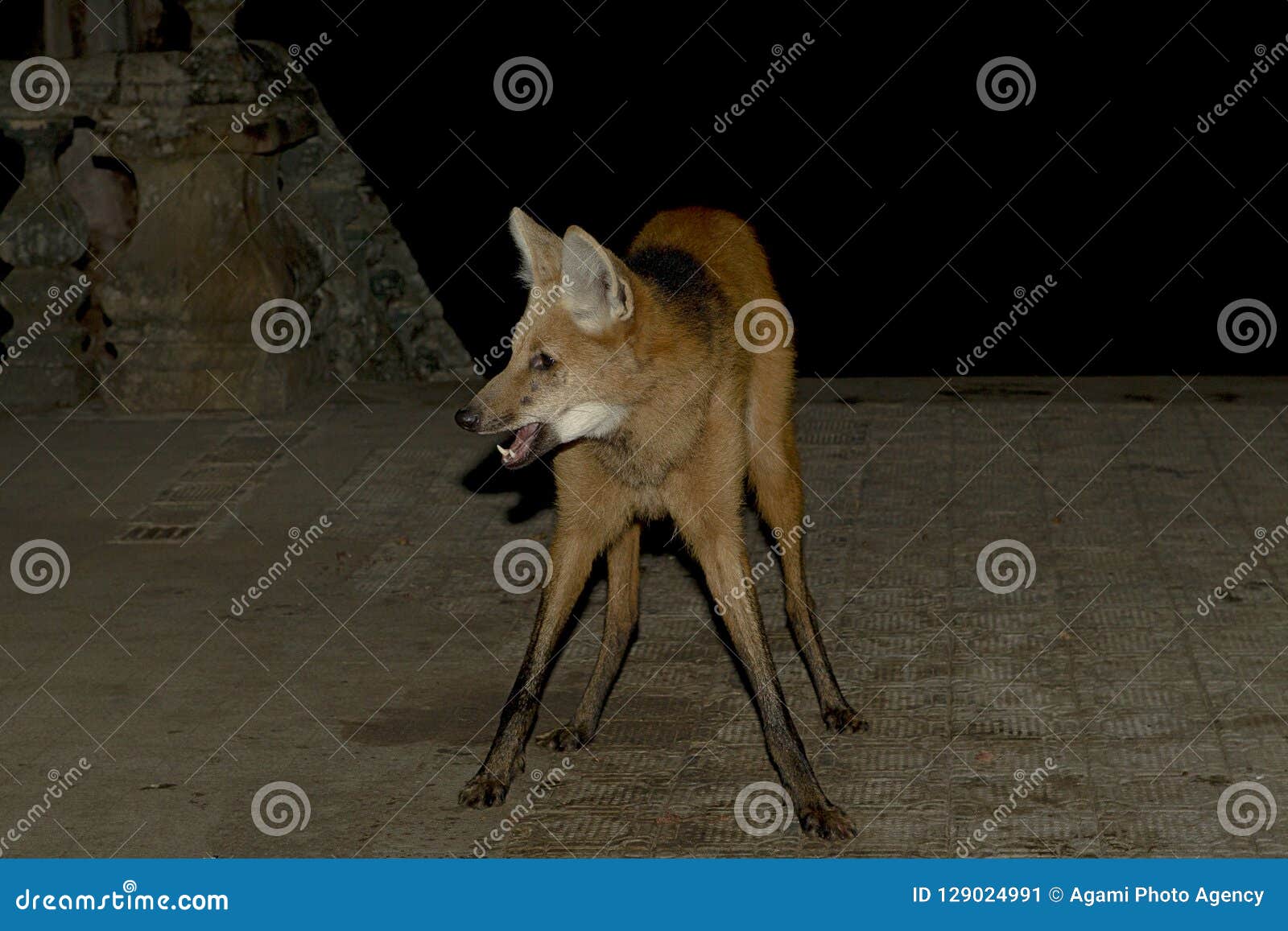 Maned Wolf, Maned Wolf, Chrysocyon Brachyurus Stock Image - Image of ...