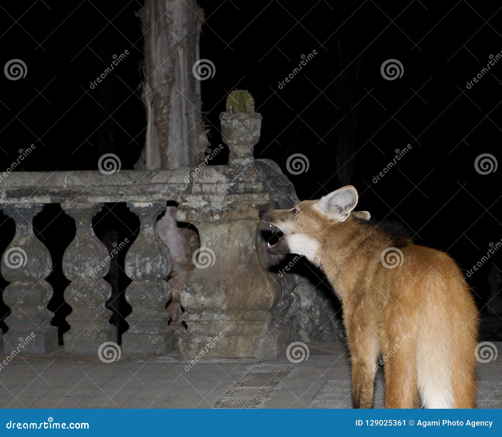 Maned Wolf, Maned Wolf, Chrysocyon Brachyurus Stock Image - Image of ...