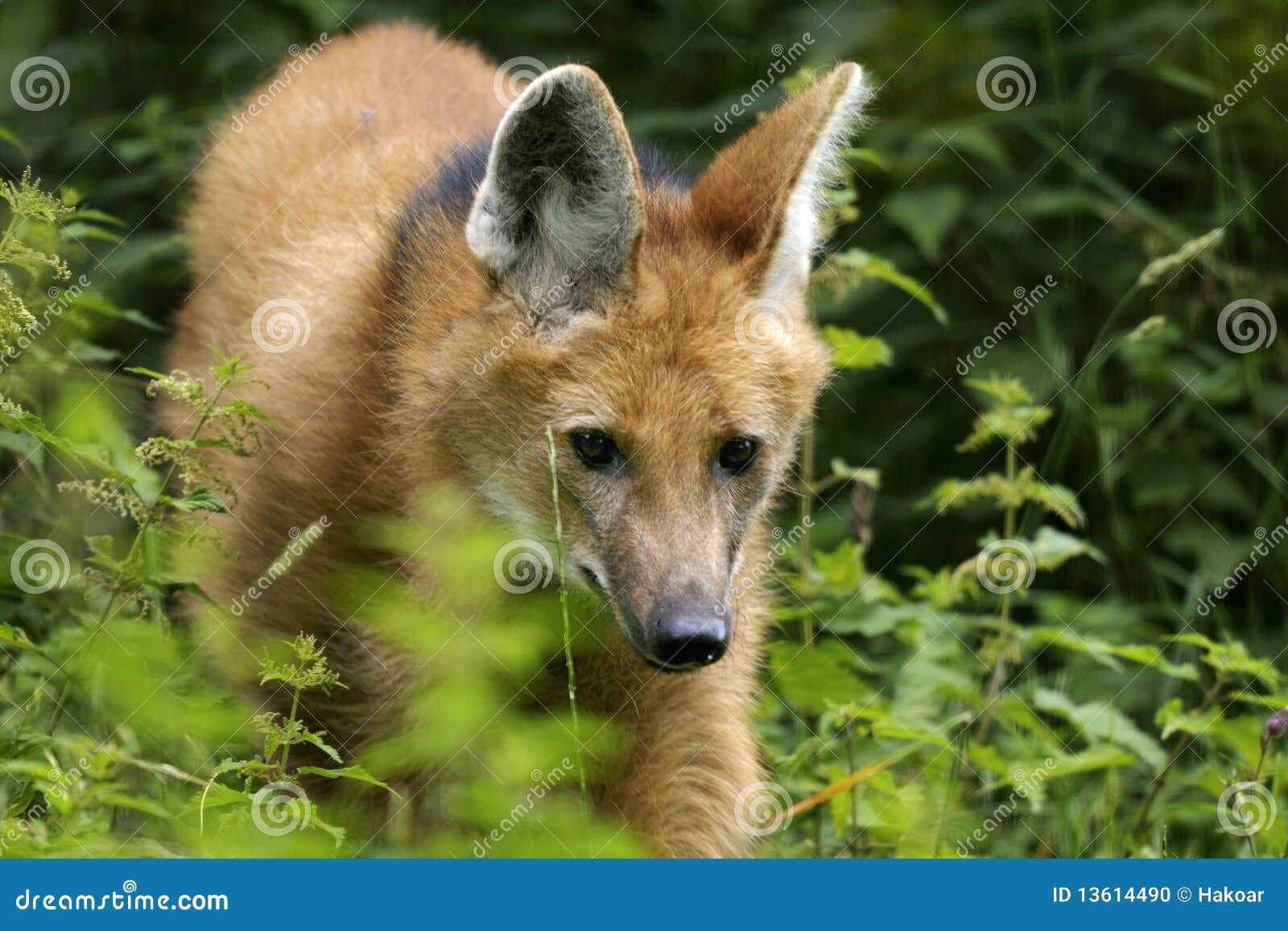 Maned Wolf, Chrysocyon Brachyurus Stock Photo - Image of chrysocyon ...