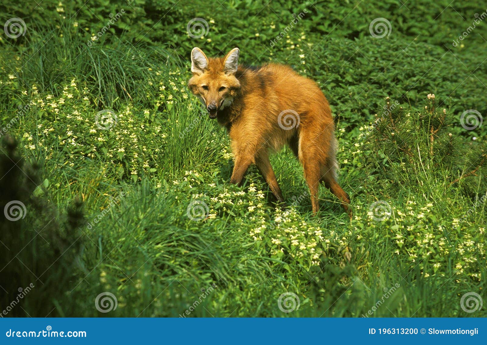 Maned Wolf, Chrysocyon Brachyurus, Adult Royalty-Free Stock Image ...