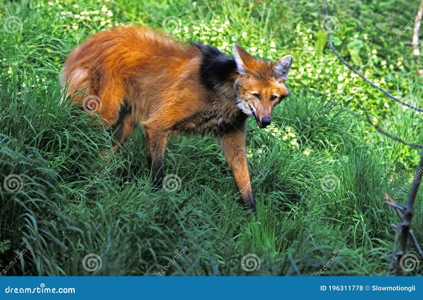 Maned Wolf, Chrysocyon Brachyurus, Adult Standing on Grass Stock Photo ...