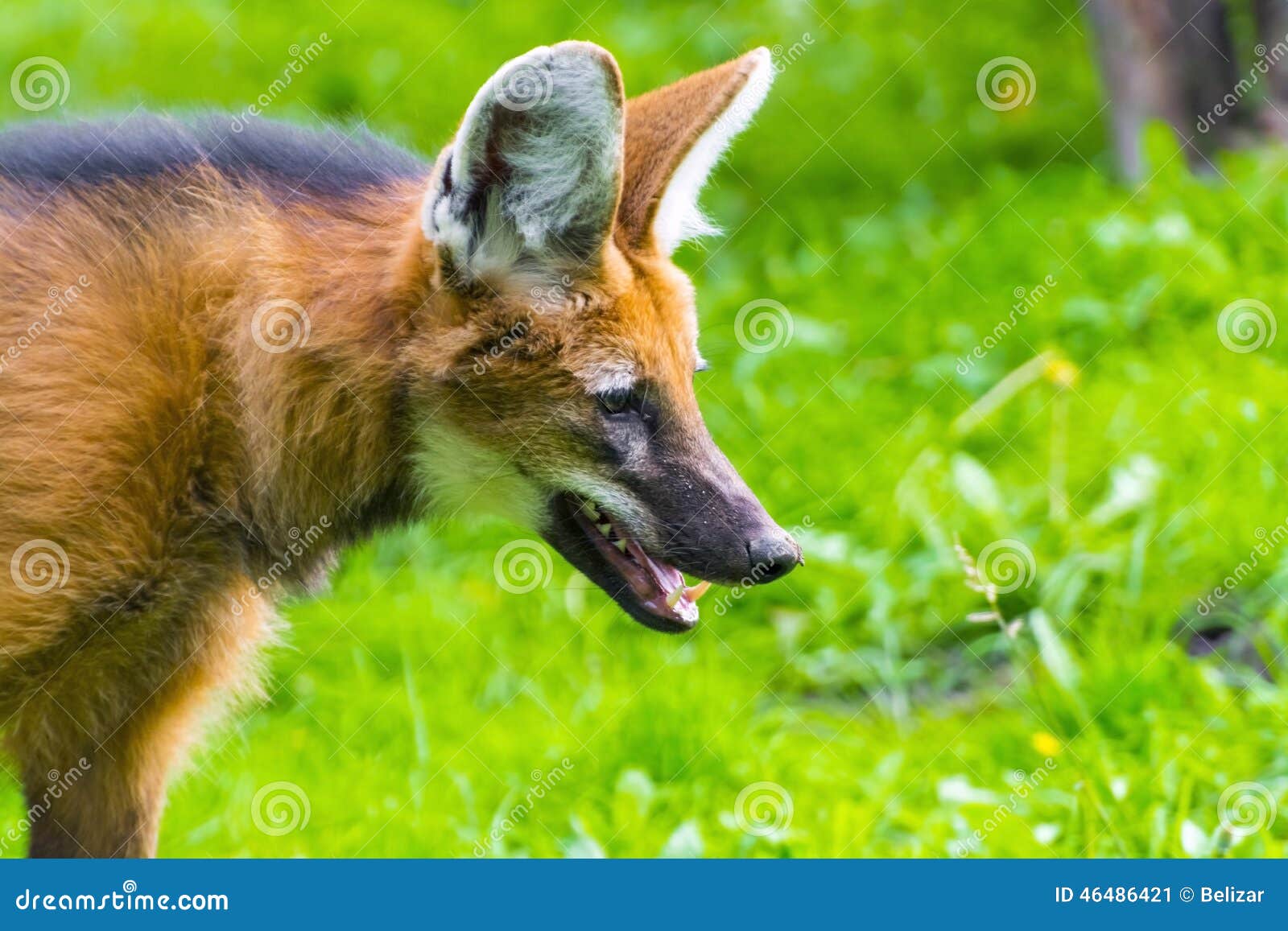 Maned Wolf (Chrysocyon Brachyurus) Stock Image - Image of brachyurus ...