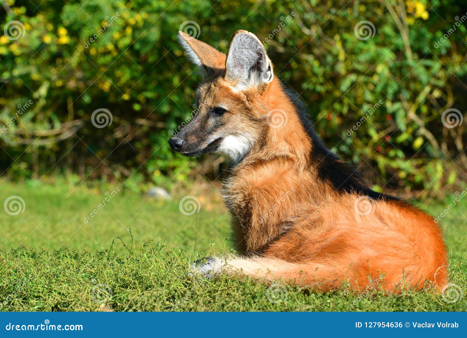 Maned Wolf Chrysocyon Brachyurus Stock Photo - Image of beautiful, wild ...