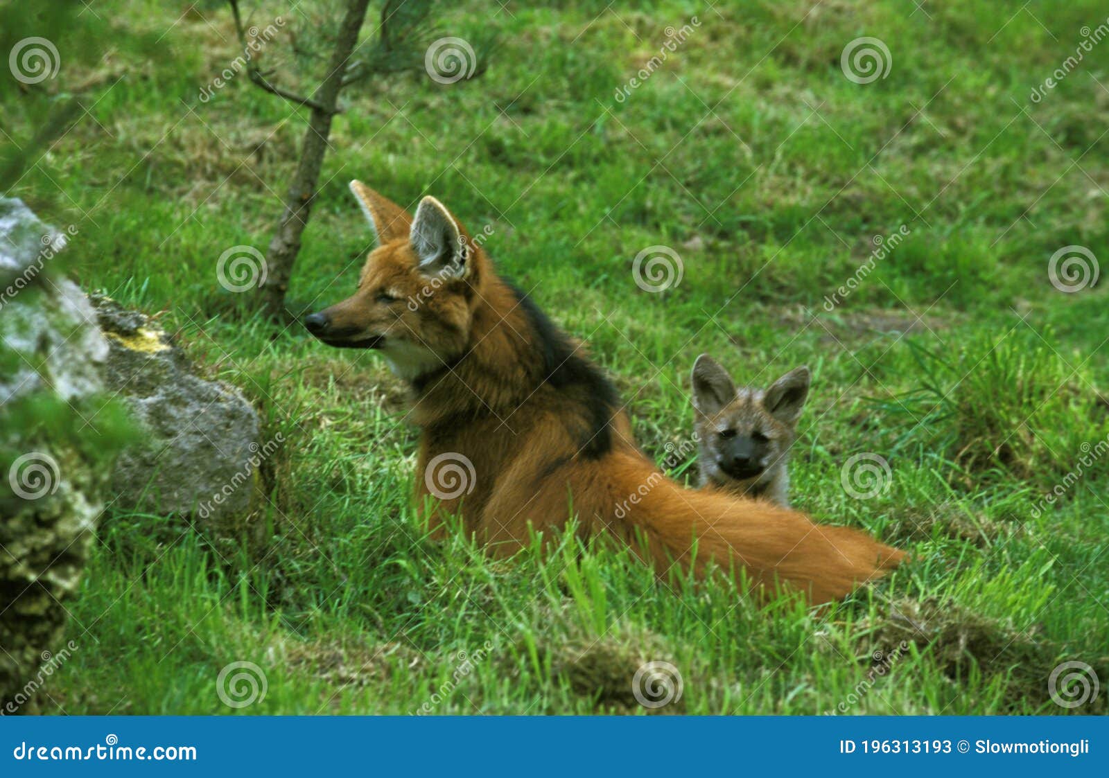 Maned Wolf, Chrysocyon Brachyurus, Mother with Cub Stock Image - Image ...