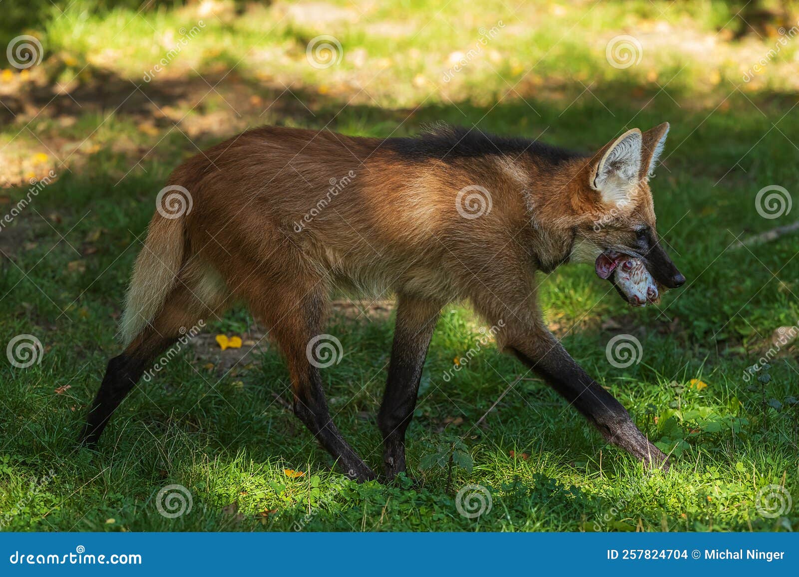 Maned Wolf Chrysocyon Brachyurus Photographed Close Up Stock Photo ...