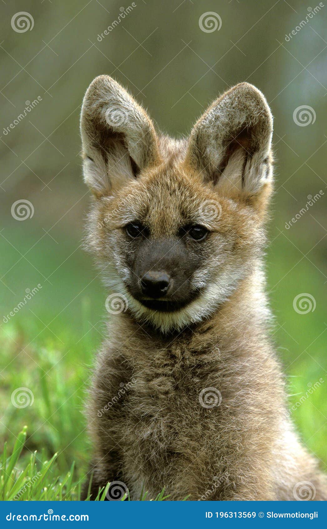 Maned Wolf, Chrysocyon Brachyurus, Portrait of Cub Stock Image - Image ...
