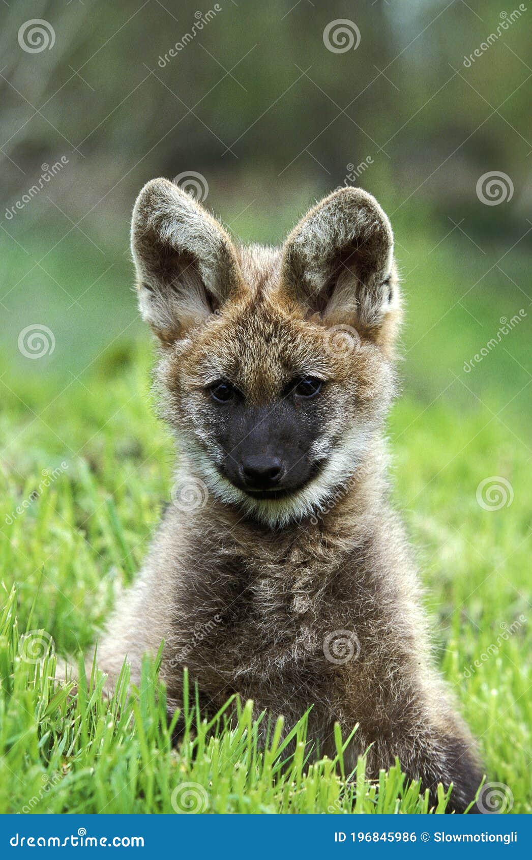 Maned Wolf, Chrysocyon Brachyurus, Pup Sitting on Grass Stock Photo ...
