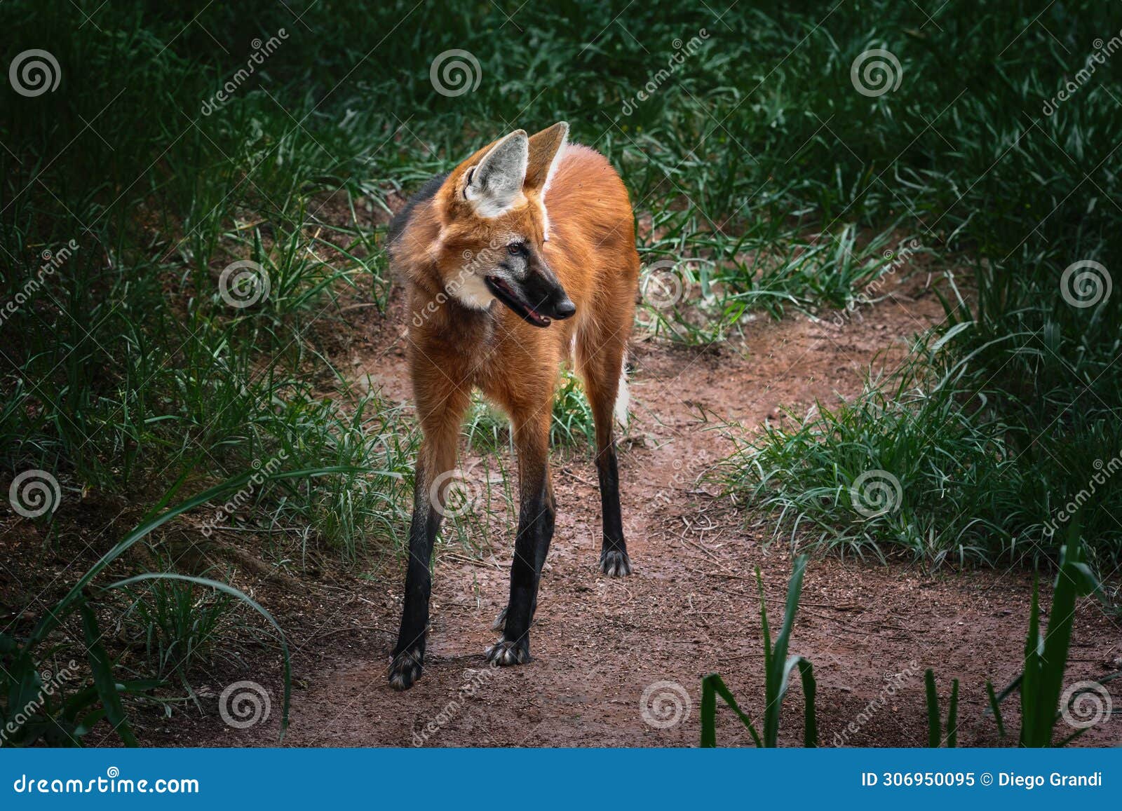 Maned Wolf - South America Canid Stock Image - Image of canine ...
