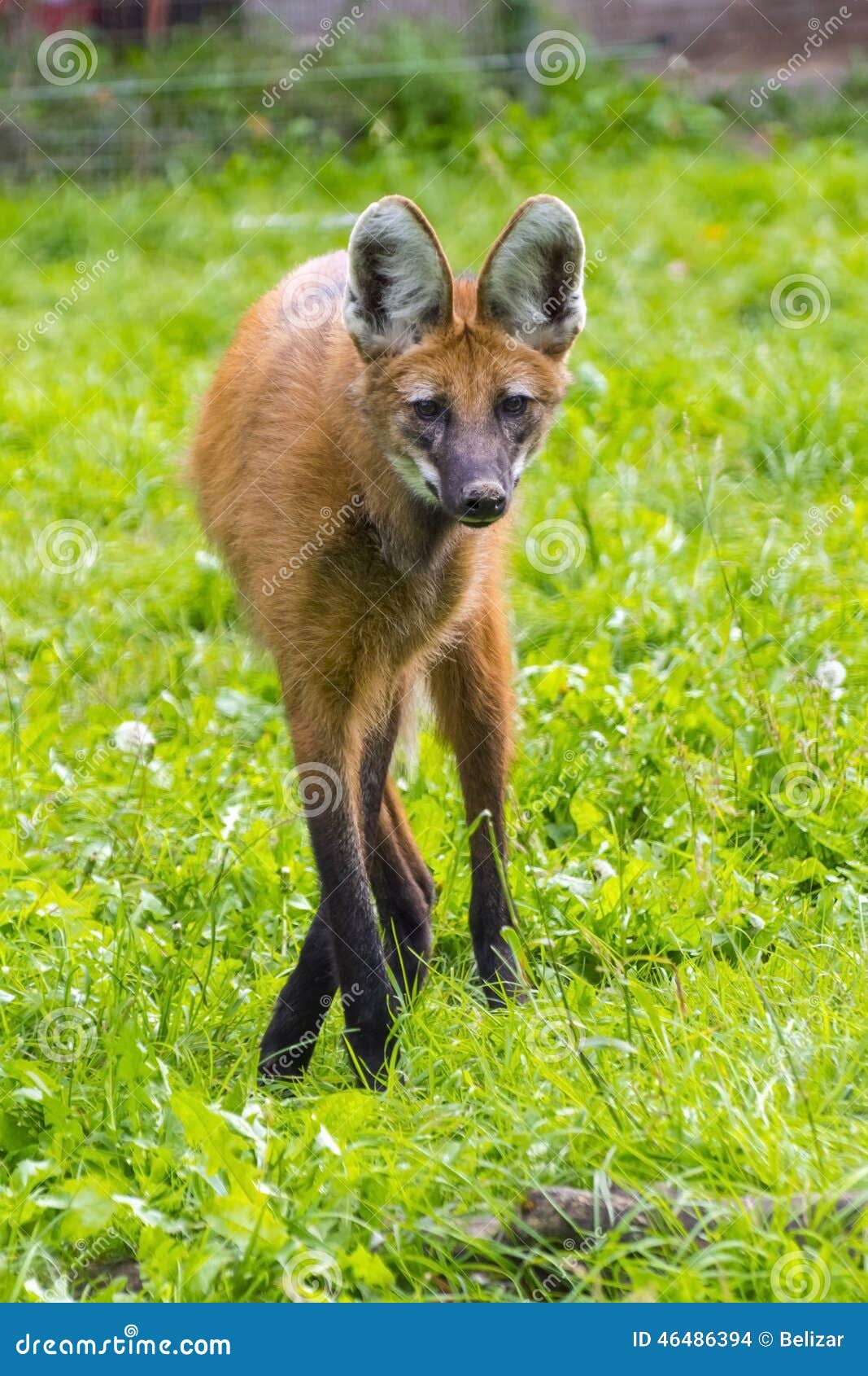 Maned Wolf (Chrysocyon Brachyurus) Stock Photo - Image of canid, wolf ...
