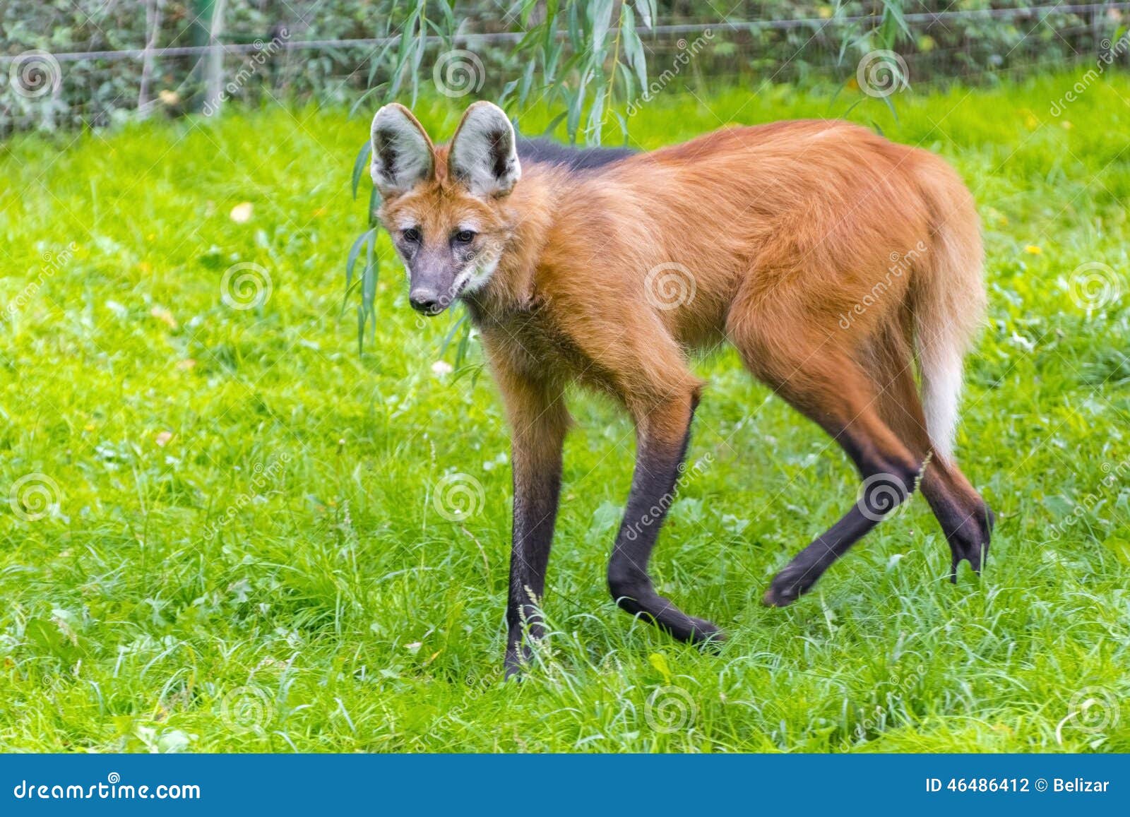 Maned Wolf (Chrysocyon Brachyurus) Stock Photo - Image of south, green ...