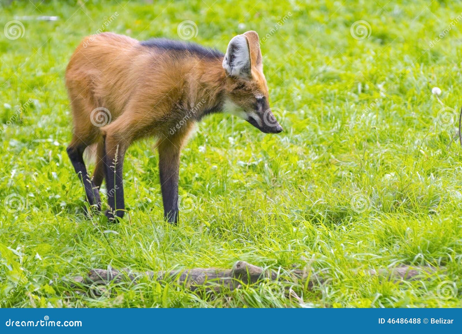 Maned Wolf (Chrysocyon Brachyurus) Stock Photo - Image of maned, south ...