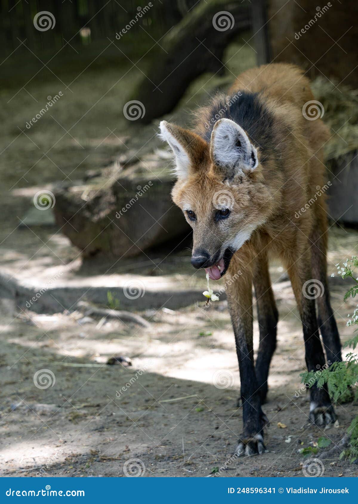 Maned Wolf, Chrysocyon Brachyurus, Walks through Its Territory Stock ...