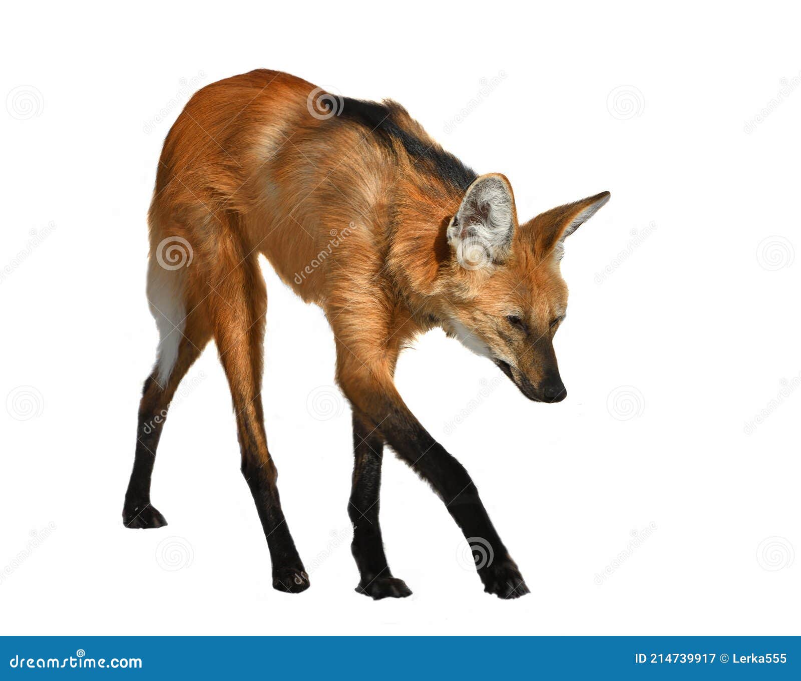 Maned Wolf White Background Photos - Free & Royalty-Free Stock Photos ...