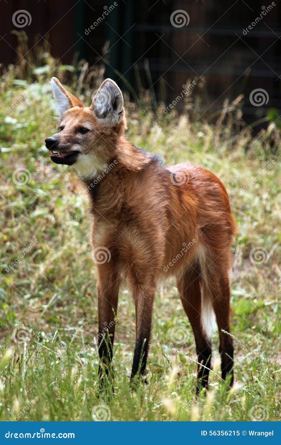 Maned Wolf (Chrysocyon Brachyurus). Stock Image - Image of natural ...