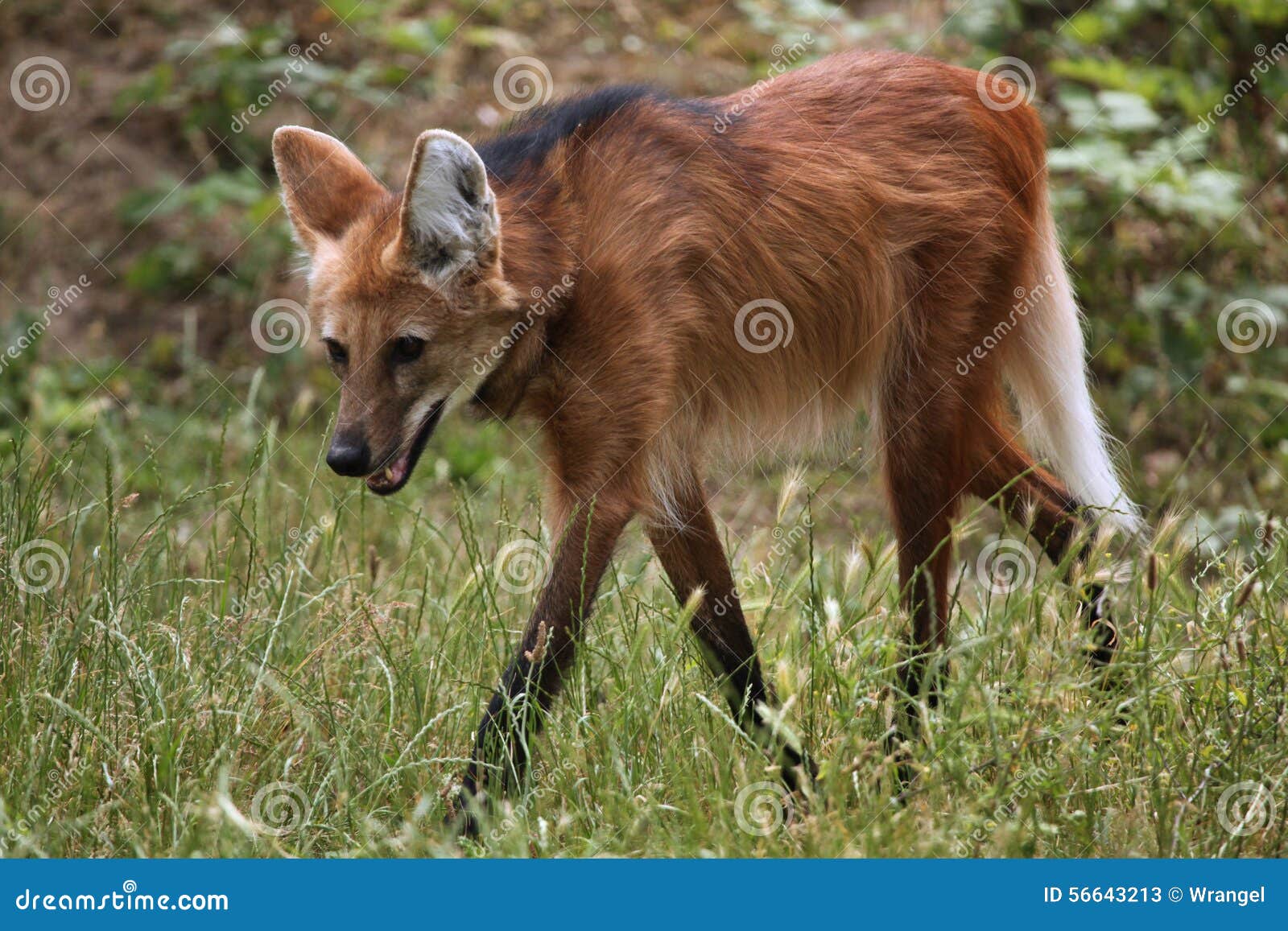 Maned Wolf (Chrysocyon Brachyurus). Stock Image - Image of canid ...