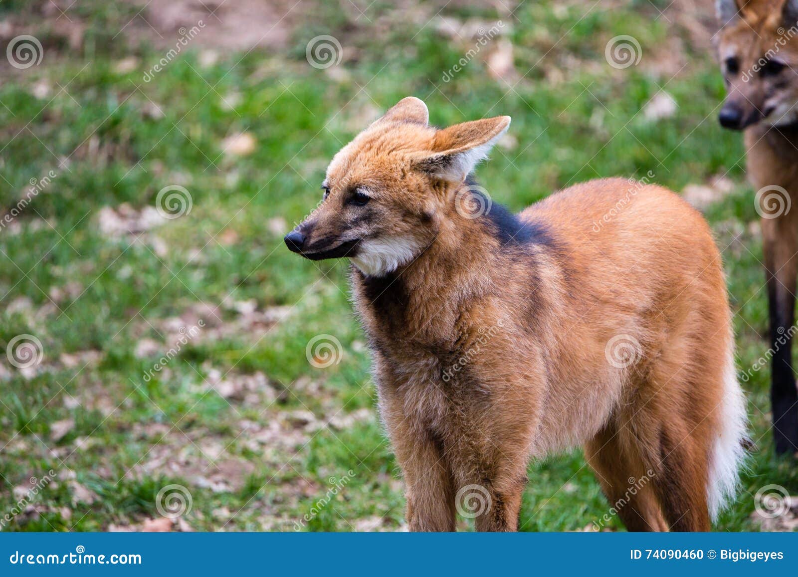 Maned Wolf, Chrysocyon Brachyurus Stock Photo - Image of brachyurus ...