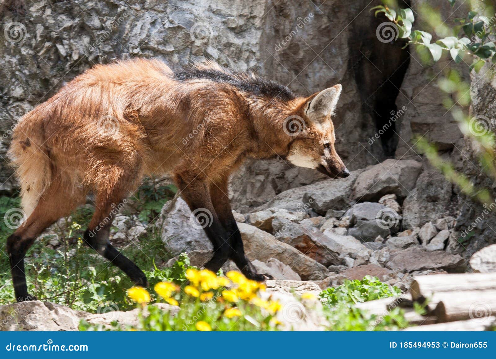 Maned Wolf Chrysocyon Brachyurus Stock Image - Image of kalak, bolivia ...