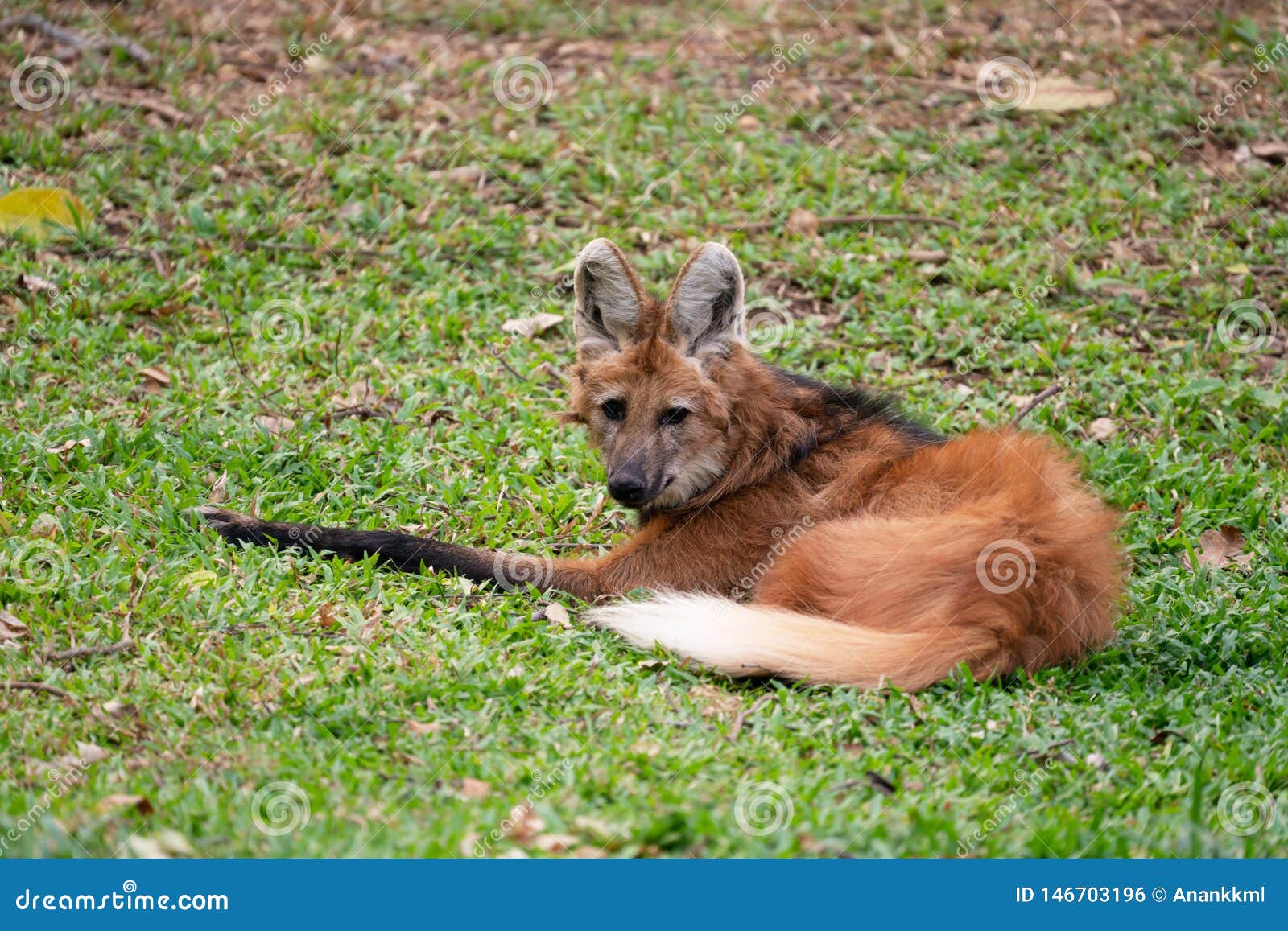 Maned Wolf Chrysocyon Brachyurus Stock Photo - Image of beast ...