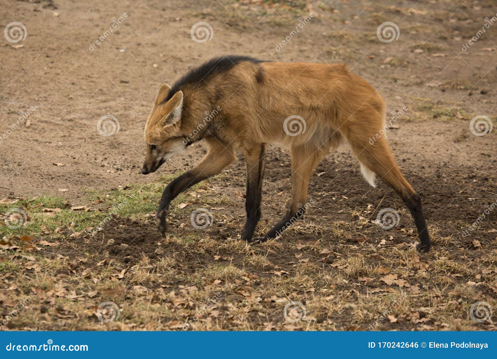 The Maned Wolf Chrysocyon Brachyurus. Stock Photo - Image of savanna ...