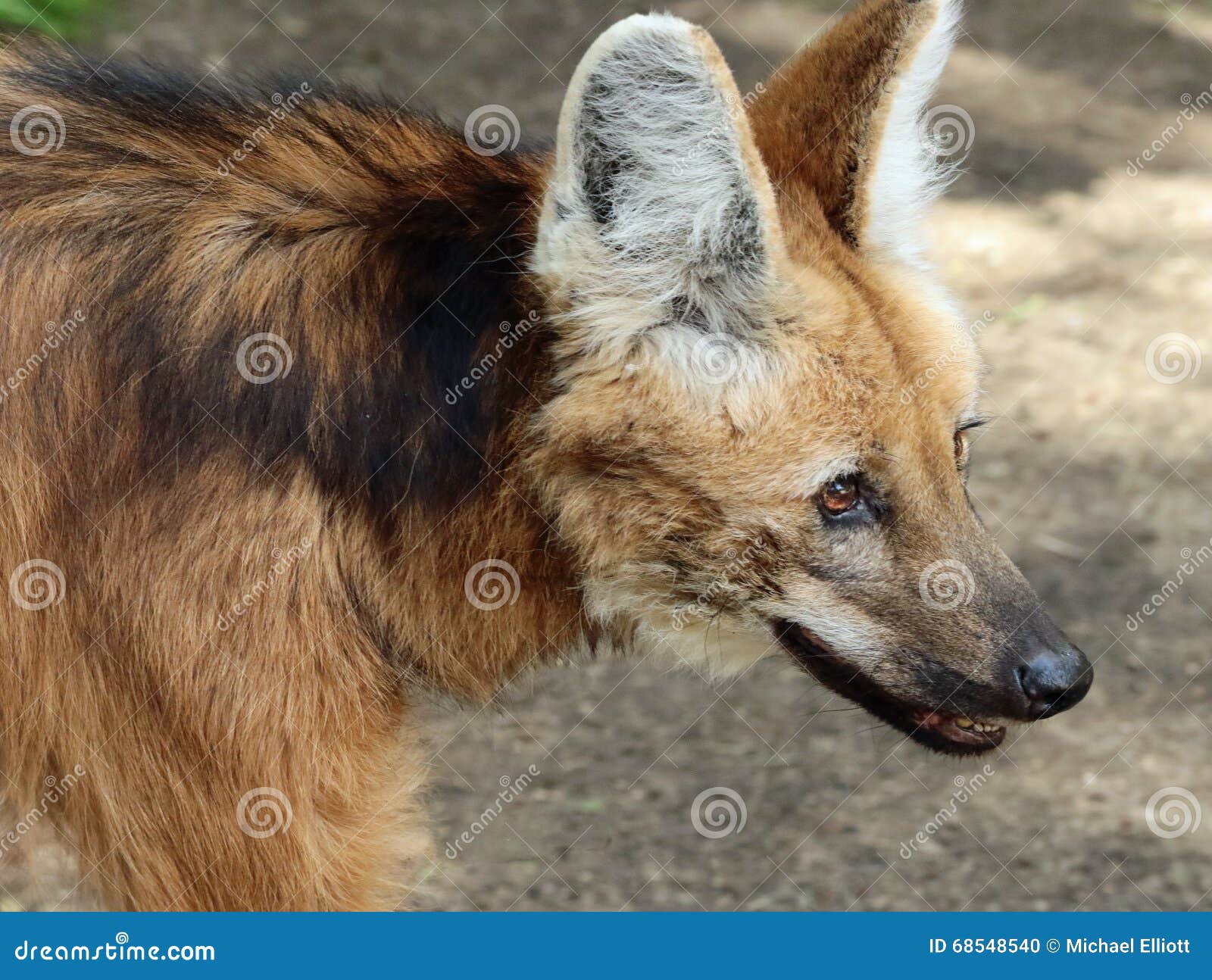 Maned Wolf stock photo. Image of portrait, observant - 68548540