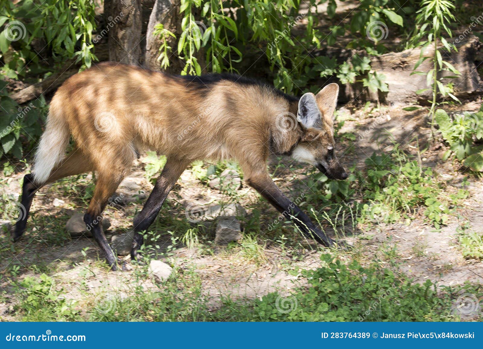 Maned Wolf in the Forest in the Run Stock Image - Image of mammal ...