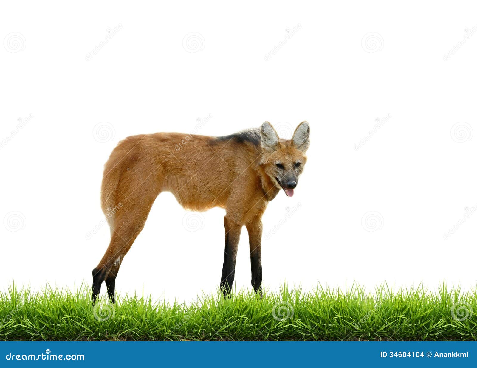 Melanistic Maned Wolf
