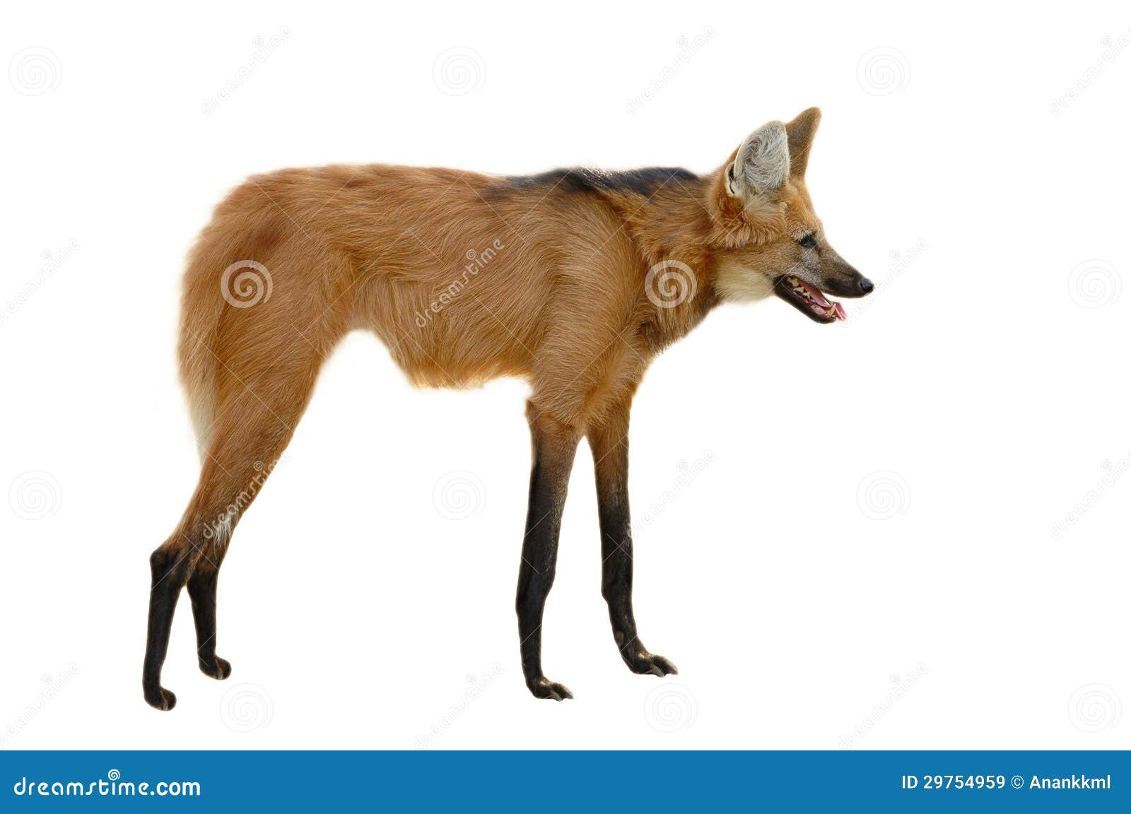 White Maned Wolf