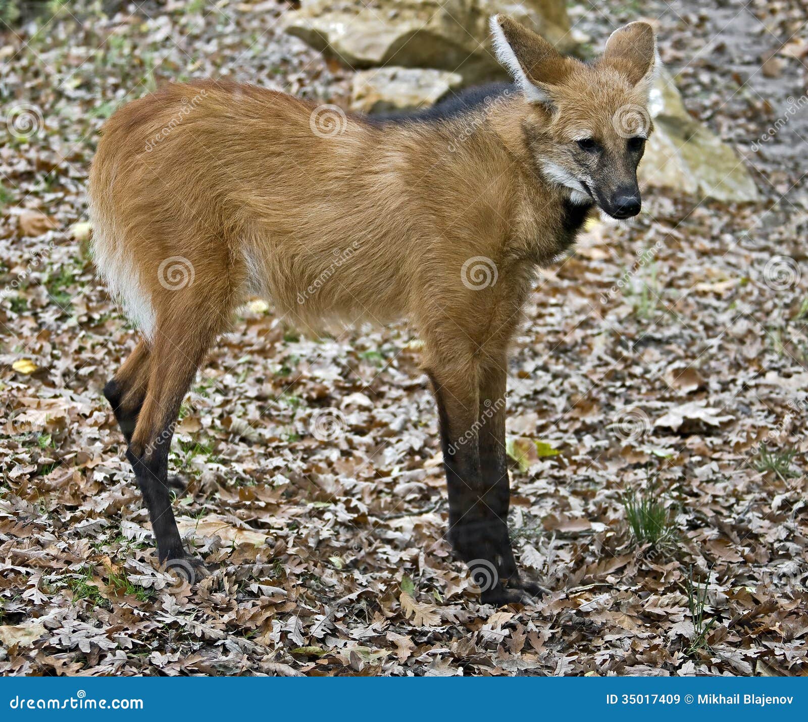 Maned wolf 3 stock image. Image of view, nature, predator - 35017409