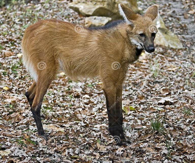 Maned wolf 3 stock image. Image of view, nature, predator - 35017409
