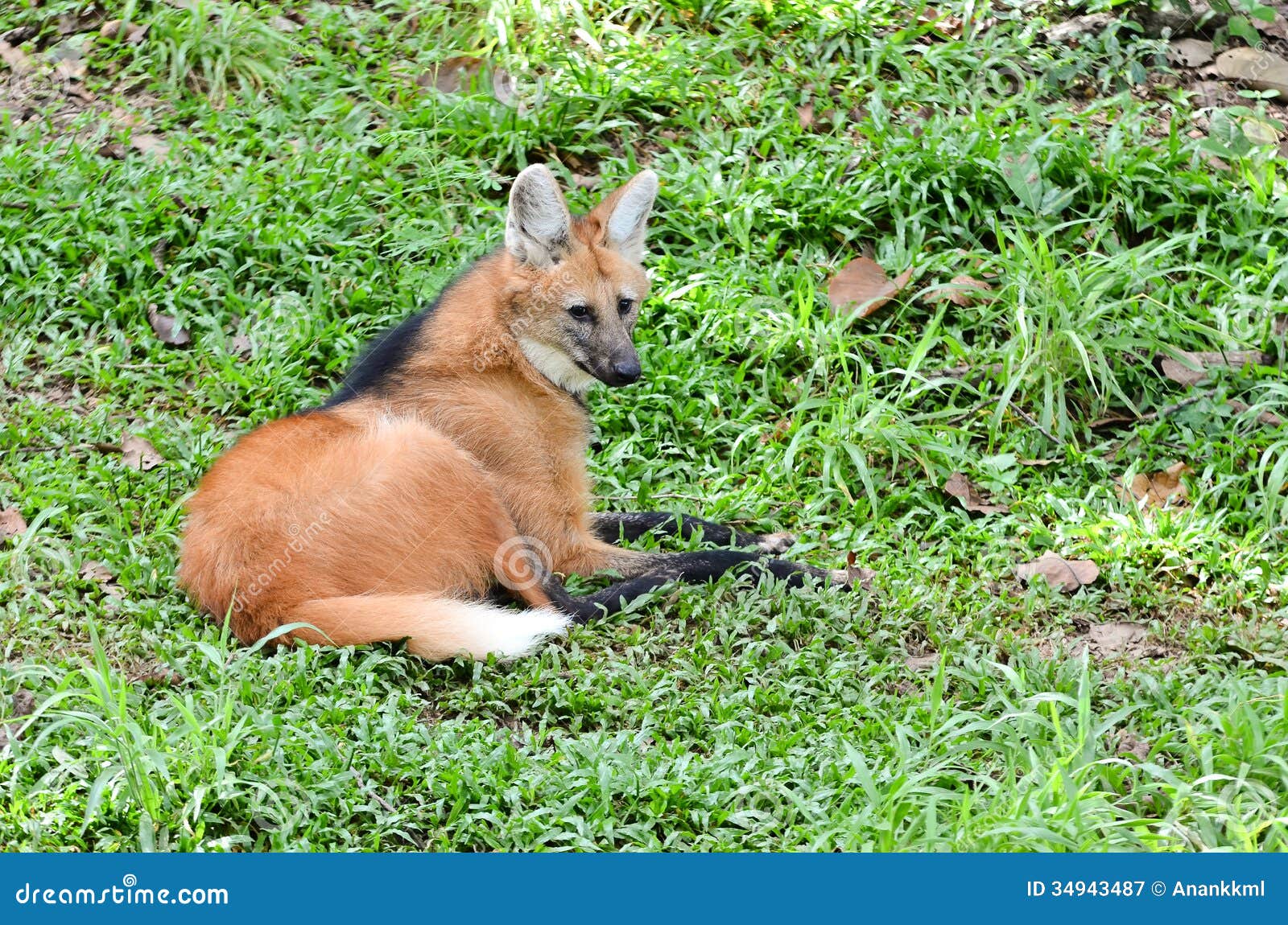 Maned wolf stock image. Image of animal, maned, predator - 34943487