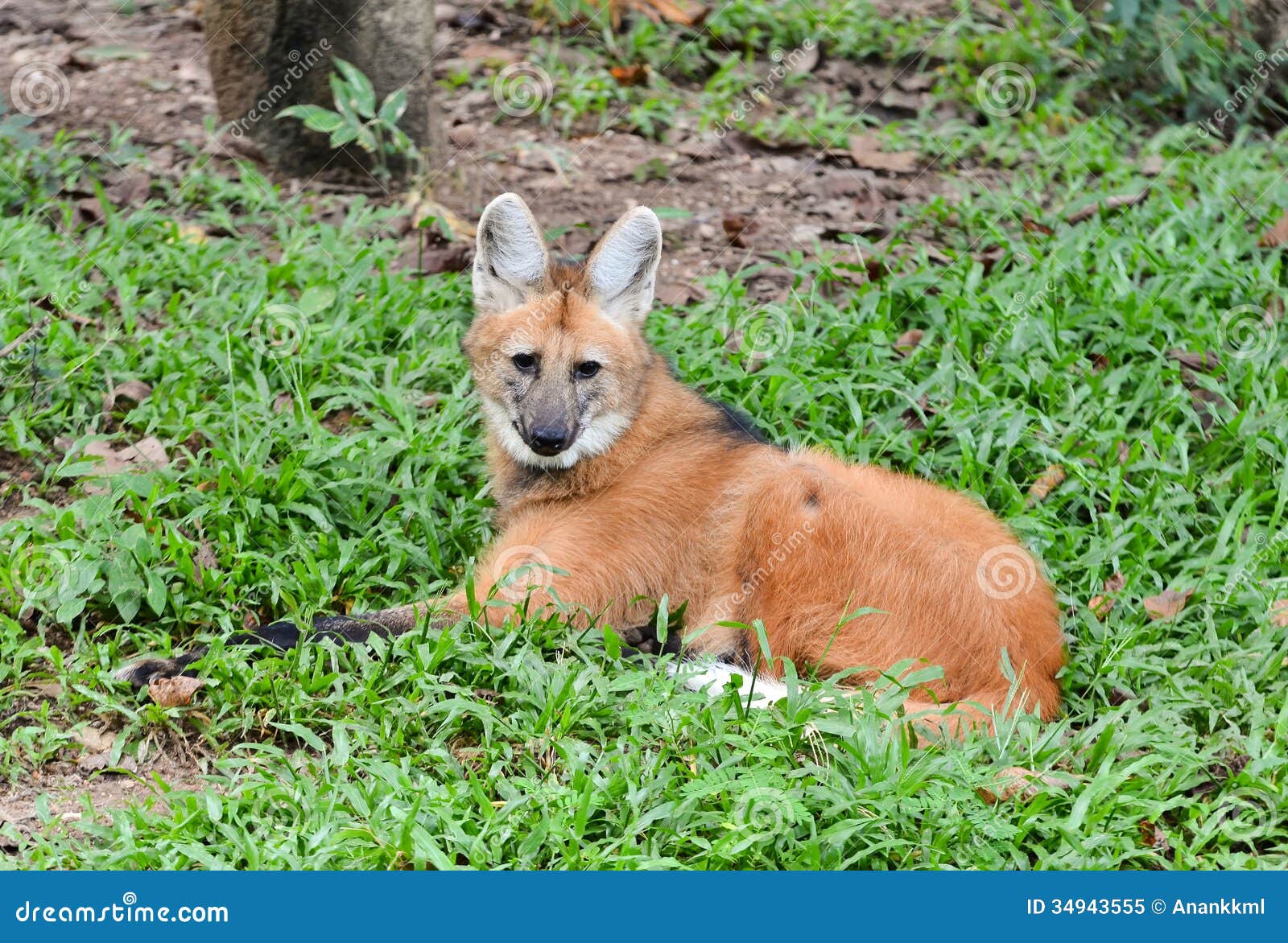 Maned wolf stock image. Image of stiltlegged, mammal - 34943555