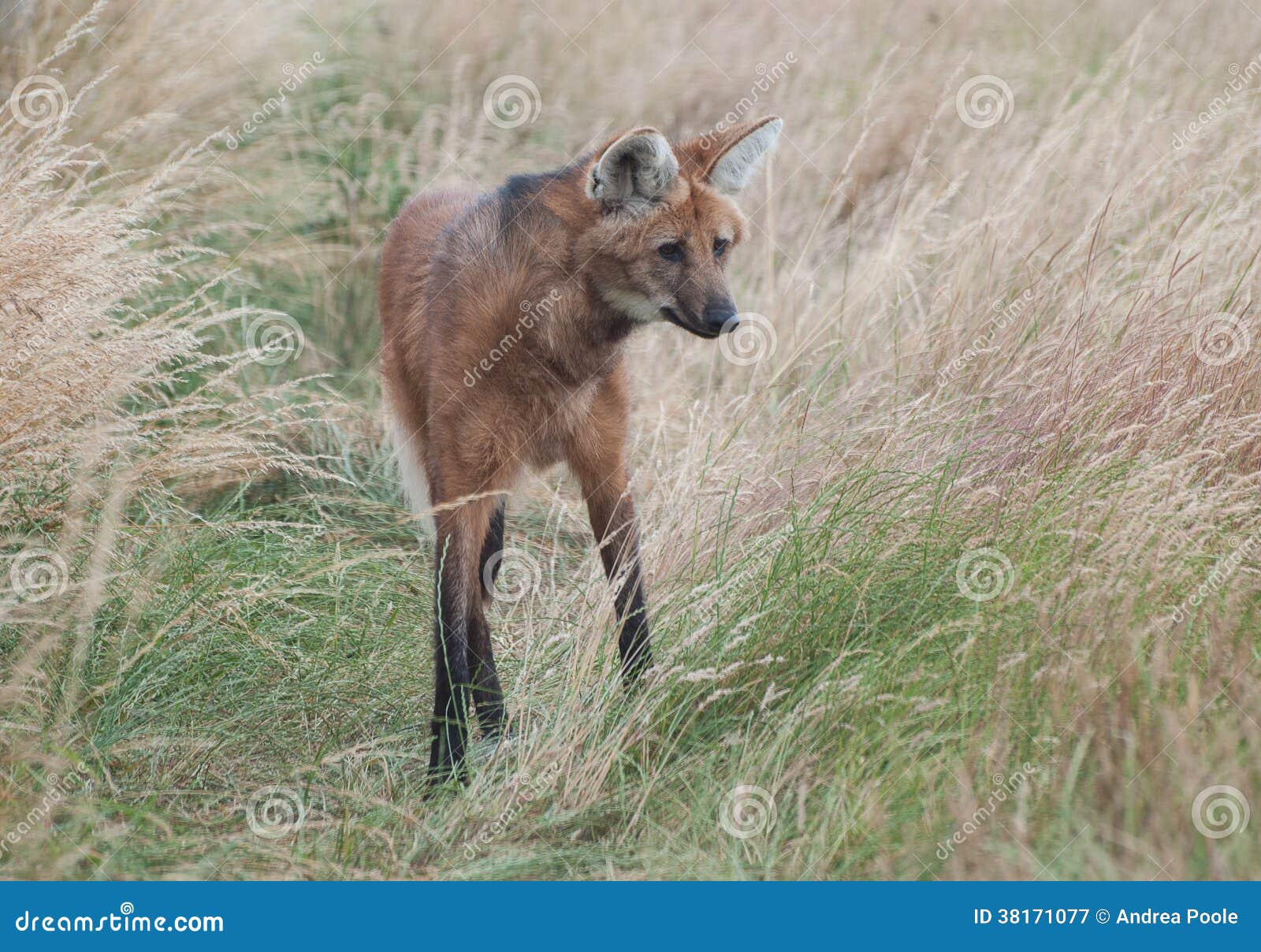 Maned Wolf stock image. Image of long, wolf, wildlife - 38171077