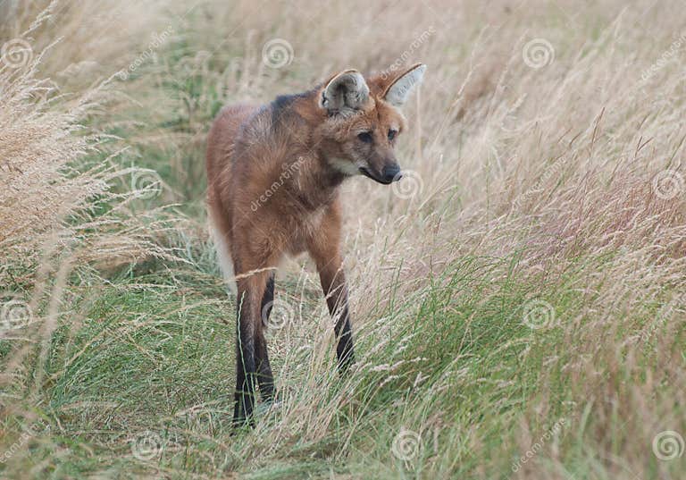 Maned Wolf stock image. Image of long, wolf, wildlife - 38171077