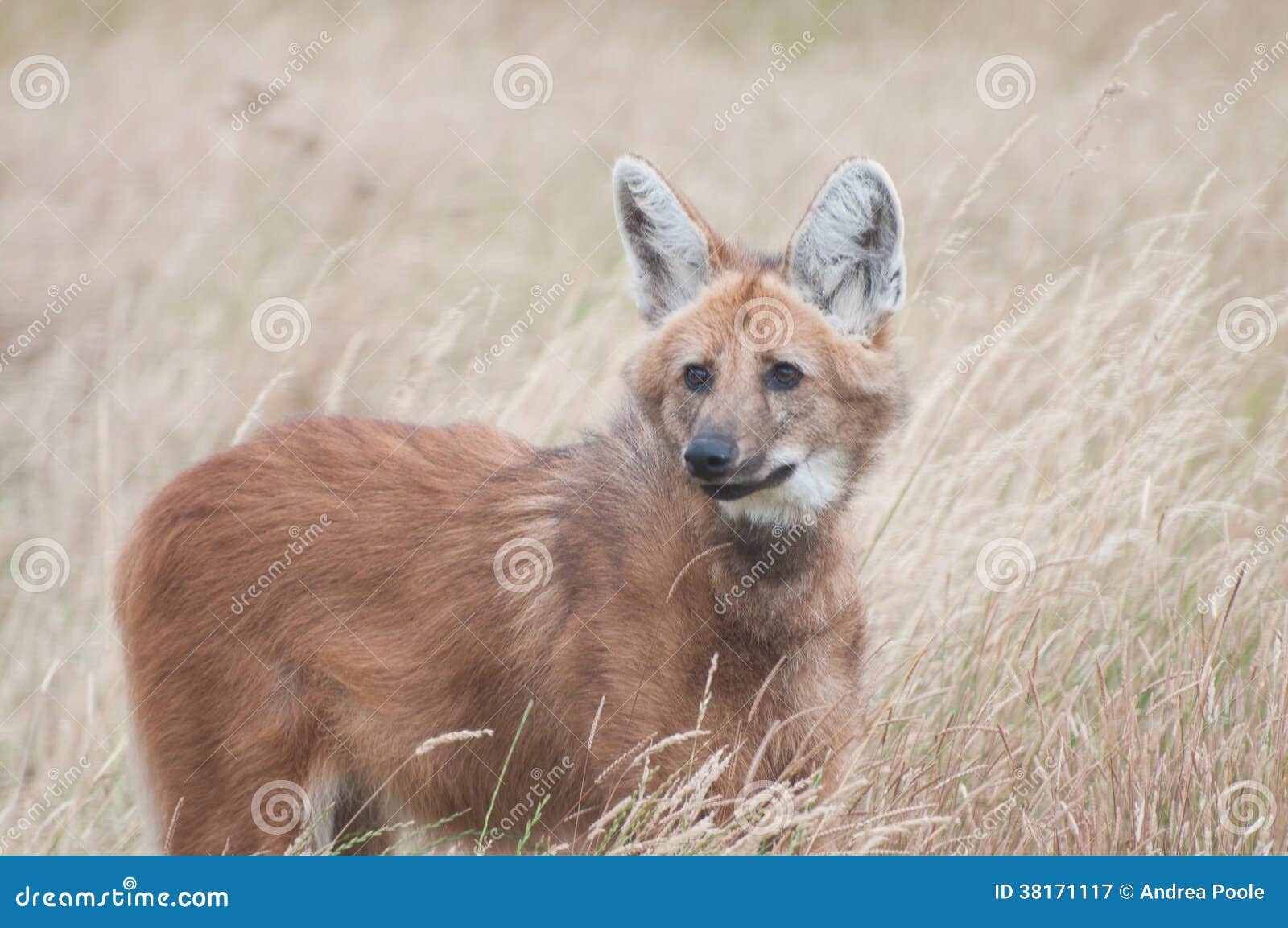Maned Wolf stock image. Image of maned, long, wild, wildlife - 38171117