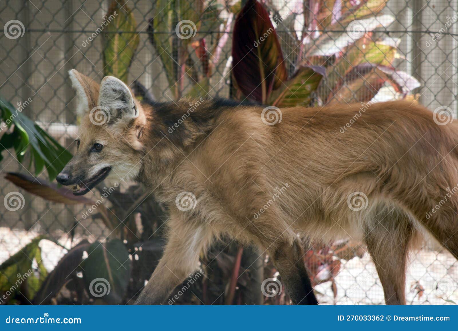 This is a Side View of a Maned Wolf Stock Photo - Image of brown, nose ...