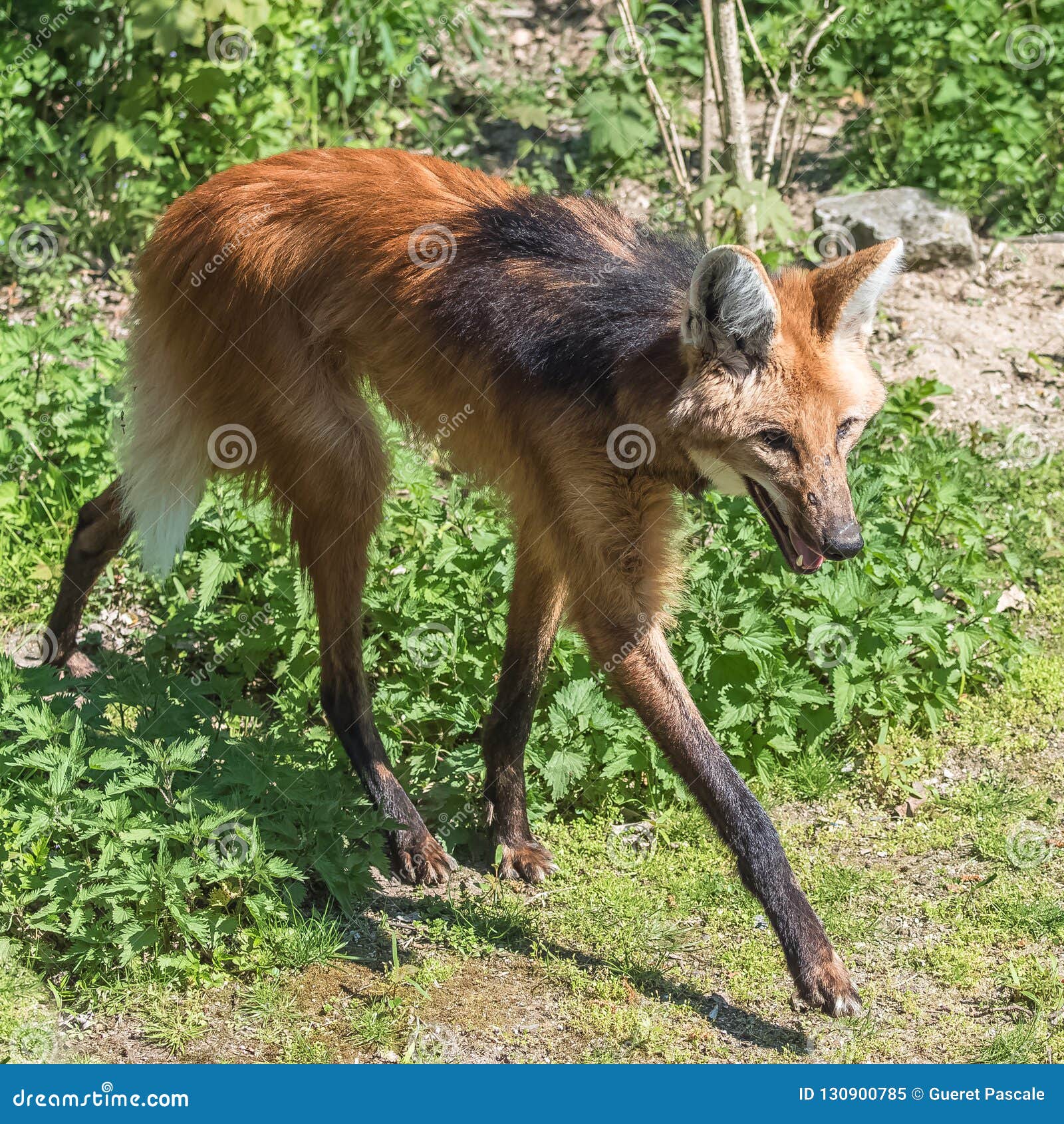 Maned wolf stock image. Image of head, mammal, american - 130900785