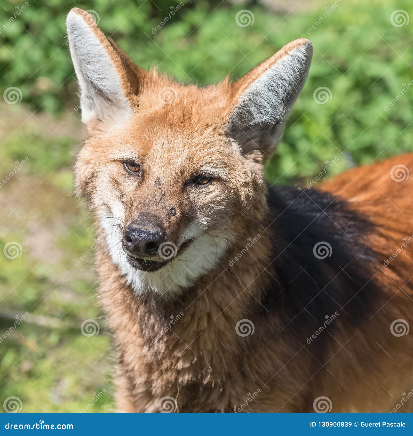 Maned wolf stock image. Image of maned, mammal, fluffy - 130900839
