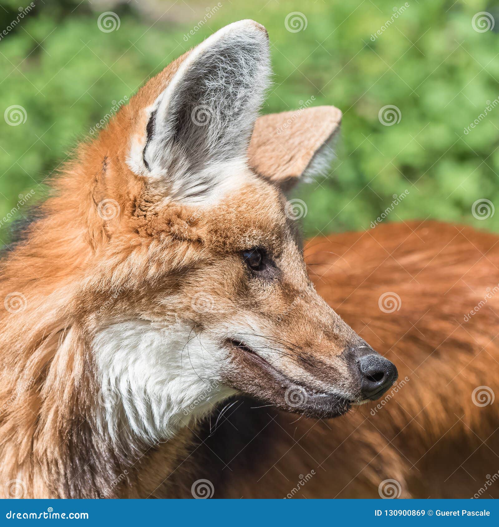 Maned Wolf Head