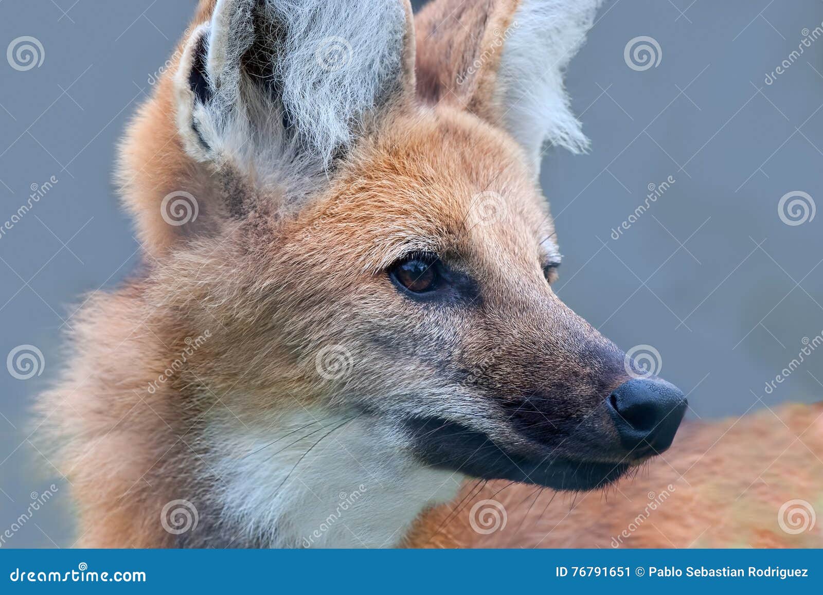 Maned Wolf stock image. Image of mane, look, carnivora - 76791651