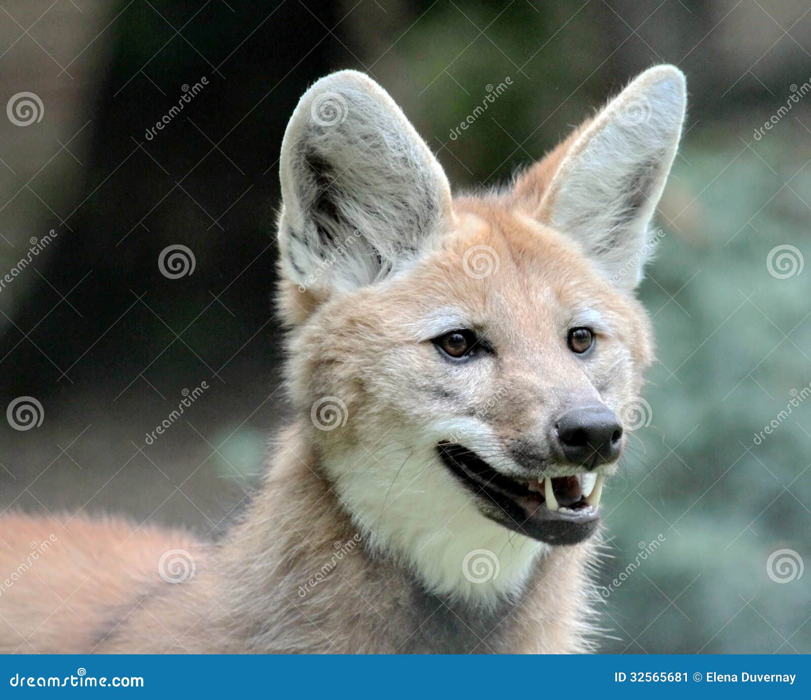 Maned wolf portrait stock image. Image of beautiful, energy - 32565681