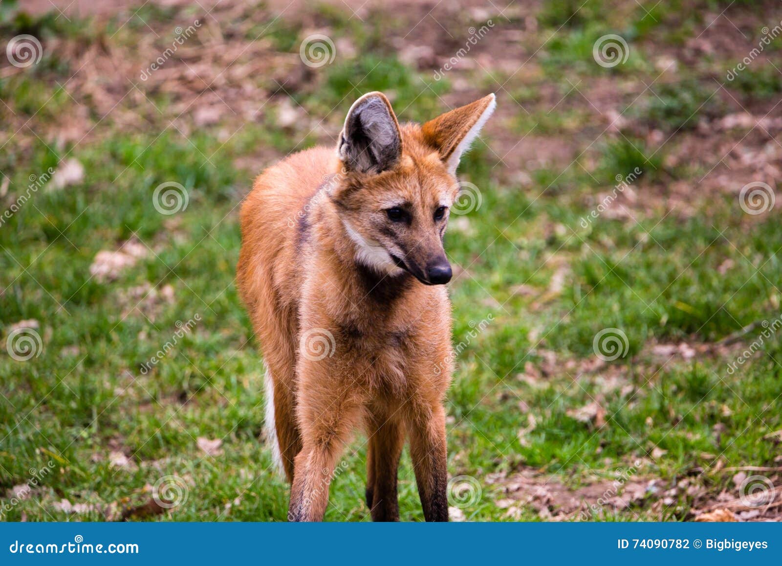Maned wolf portrait stock photo. Image of furry, grass - 74090782