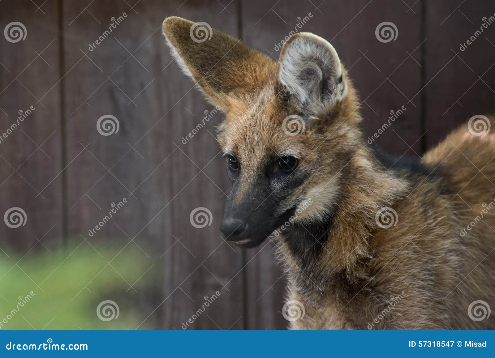 Maned Wolf stock image. Image of wolf, america, brasil - 57318547