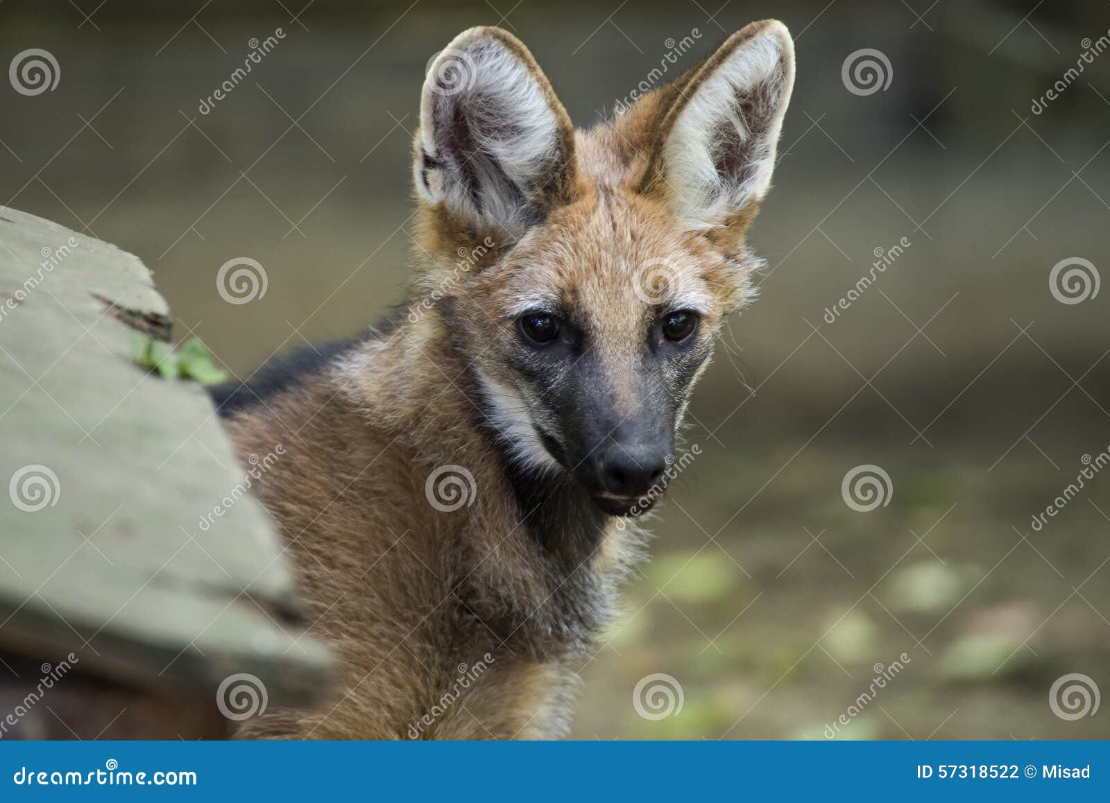 Maned Wolf stock photo. Image of ears, baby, looking - 57318522