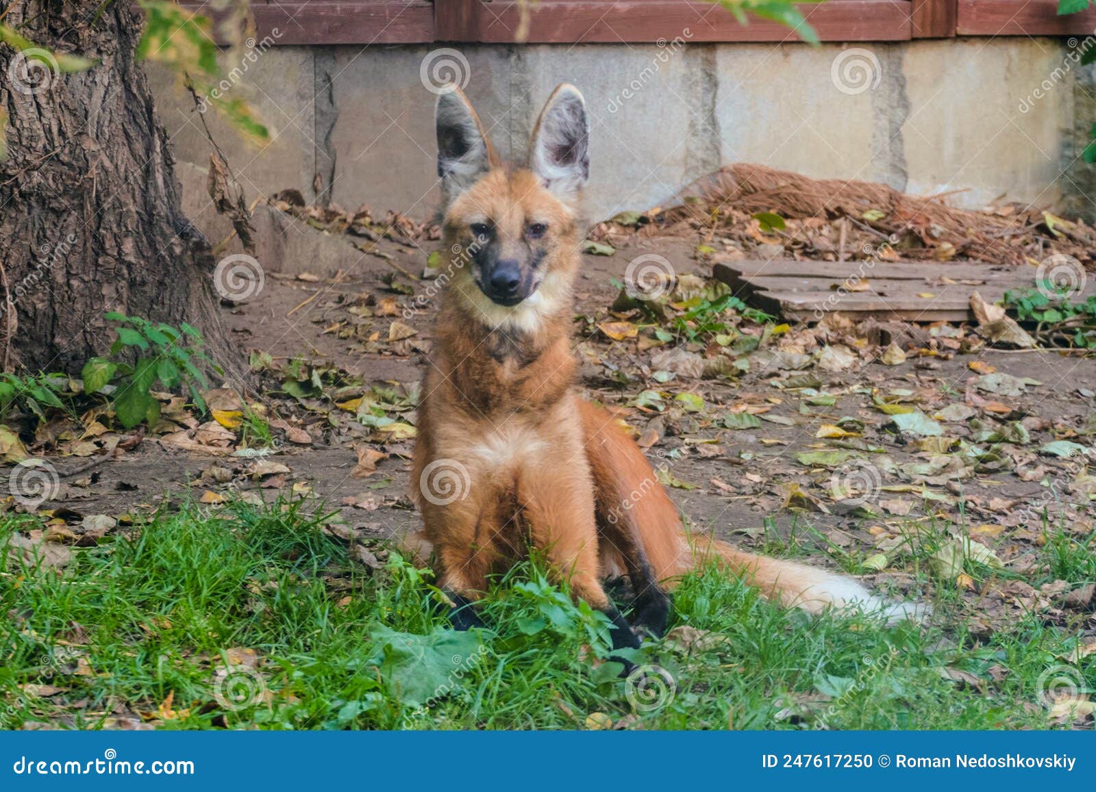 Maned Wolf is a Predatory Mammal of the Canine Family Stock Photo ...