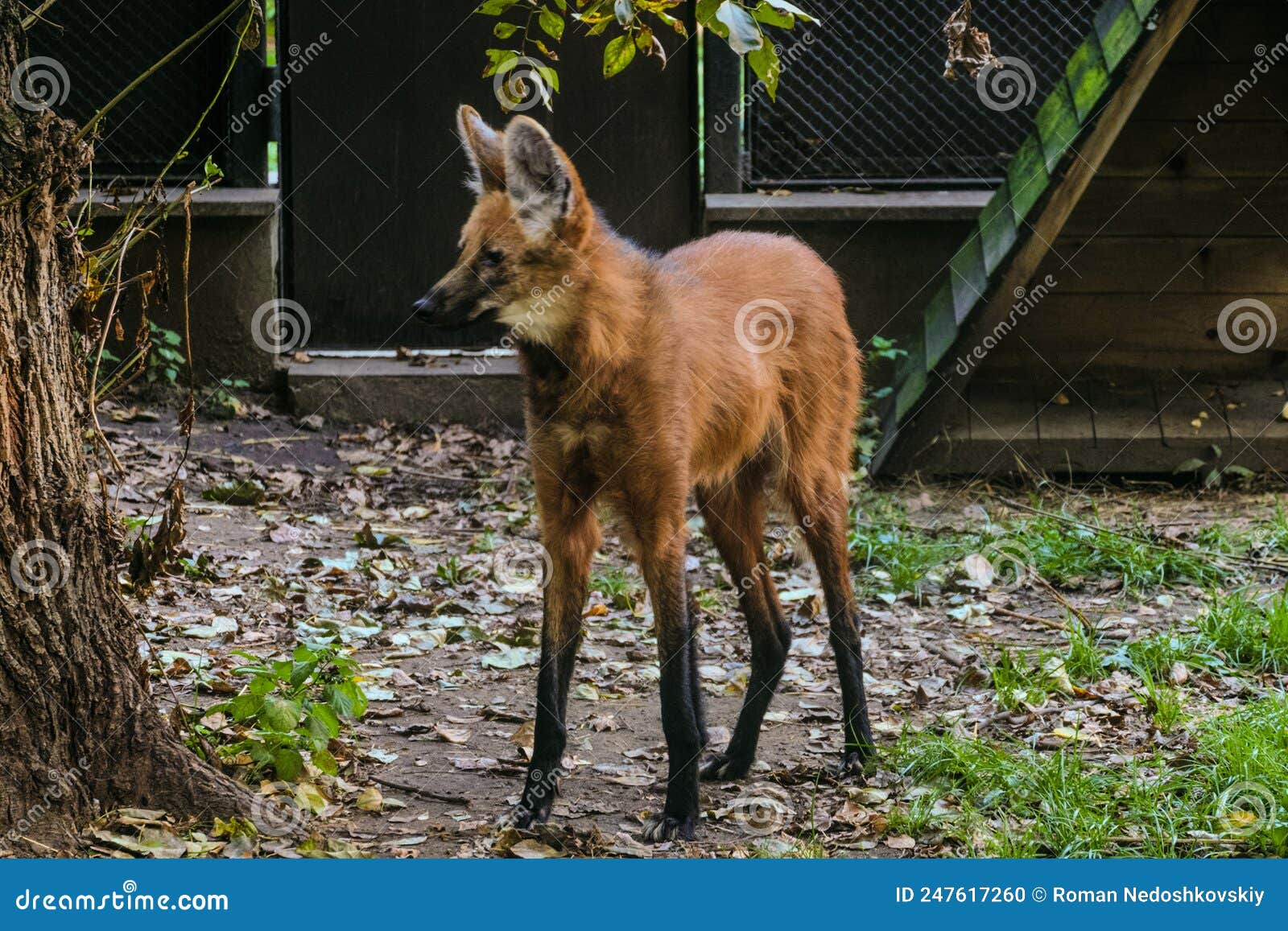 Maned Wolf is a Predatory Mammal of the Canine Family Stock Photo ...
