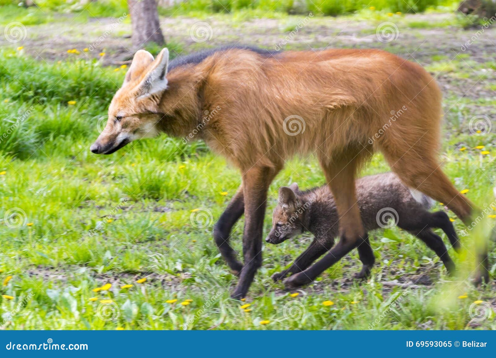 Maned wolf puppy stock image. Image of young, wolf, chrysocyon - 69593065