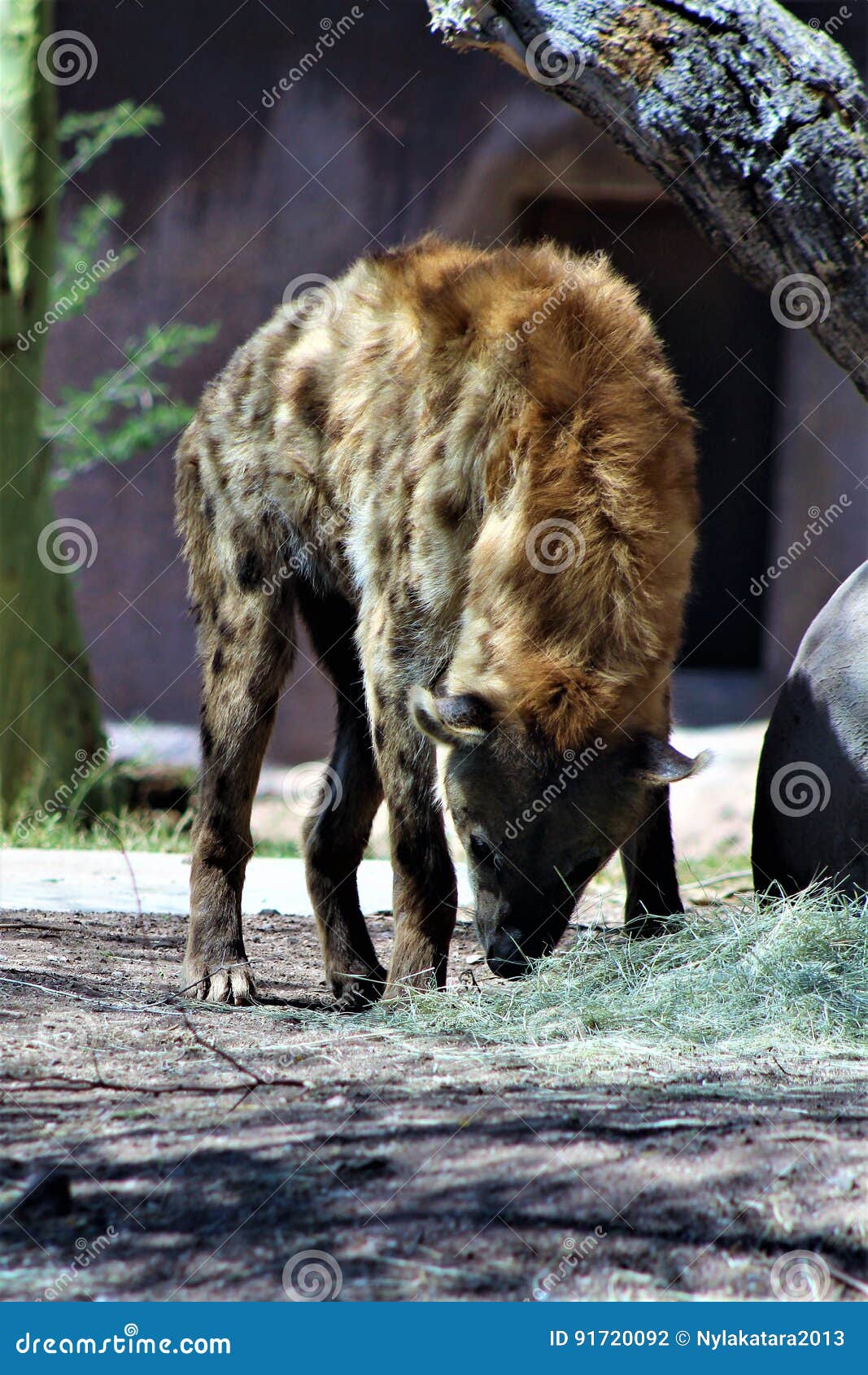 Maned Wolf stock photo. Image of hunters, golden, brown - 91720092